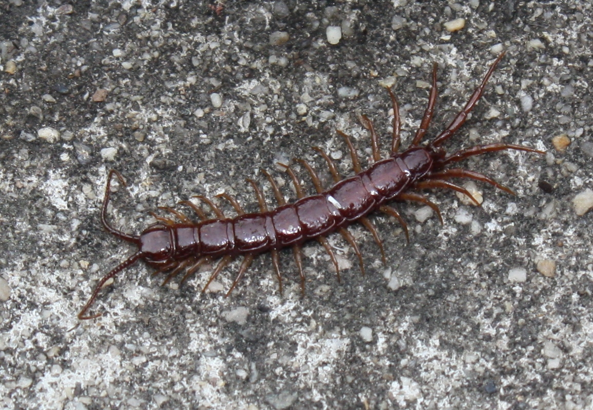 Centipede -- perhaps Lith ...