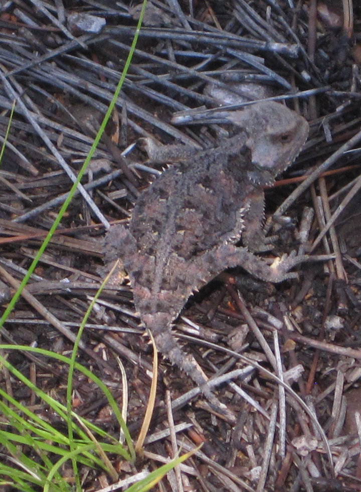 None of us had ever seen ...