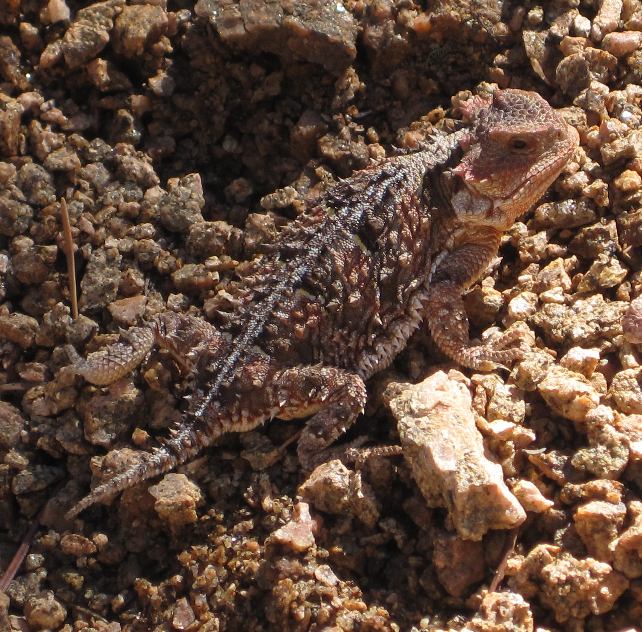 A bit higher up on the tr ...