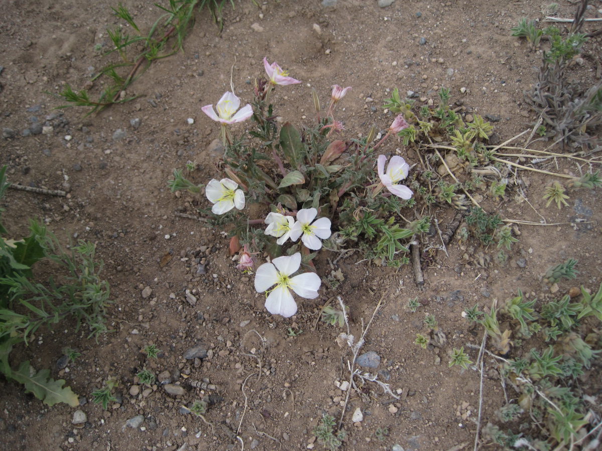 tufted evening primrose