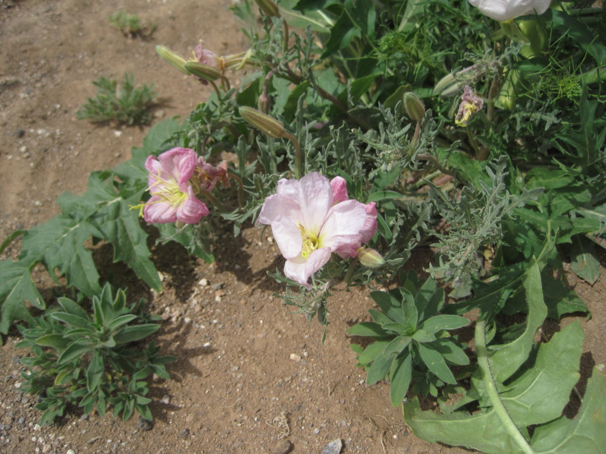 tufted evening primrose