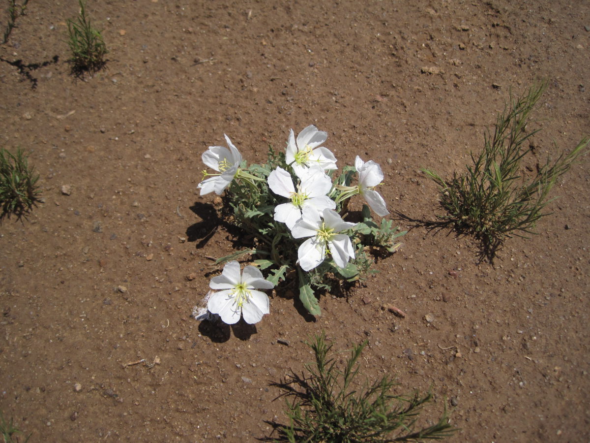 tufted evening primrose